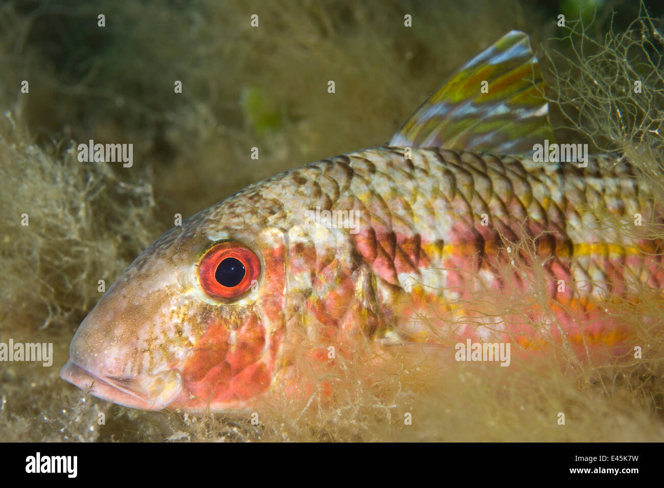 Striped red mullet (Mullus surmuletus) portrait, Larvotto Marine ...
