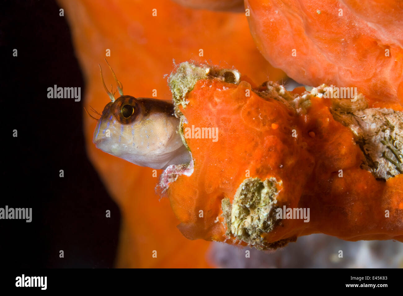 Striped blenny (Parablennius rouxi) looking out of hole in rock covered ...