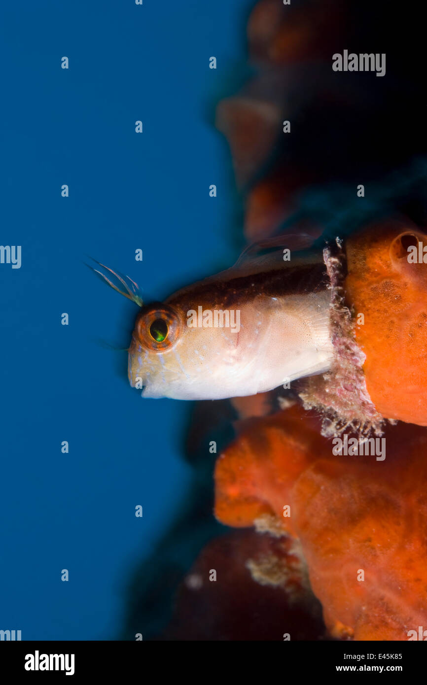 Striped blenny (Parablennius rouxi) looking out of a hole in a rock ...