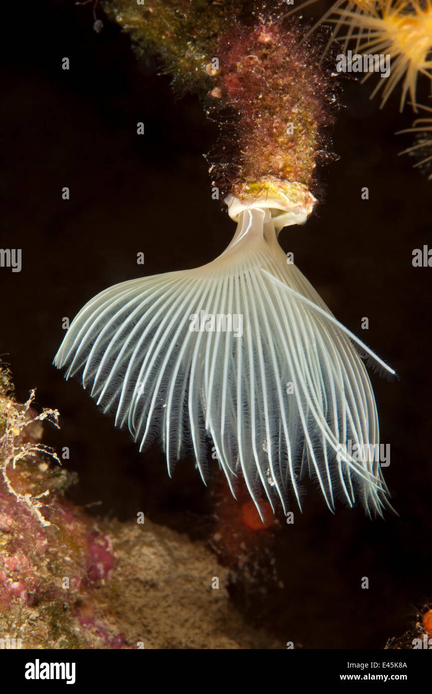 Tube worm (Protula tubularia) Larvotto Marine Reserve, Monaco ...