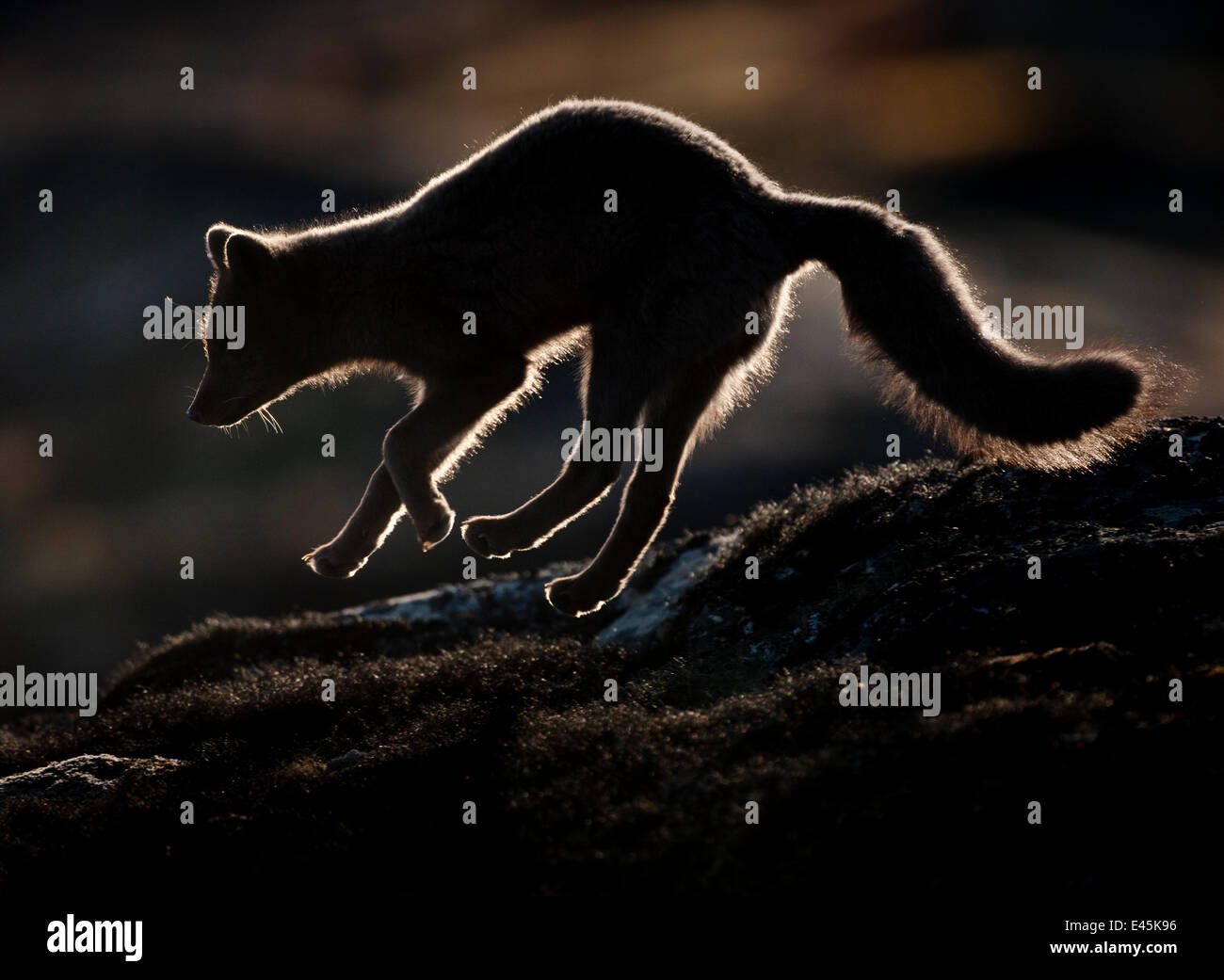 Arctic fox (Vulpes lagopus) silhouetted while jumping, Disko Bay ...
