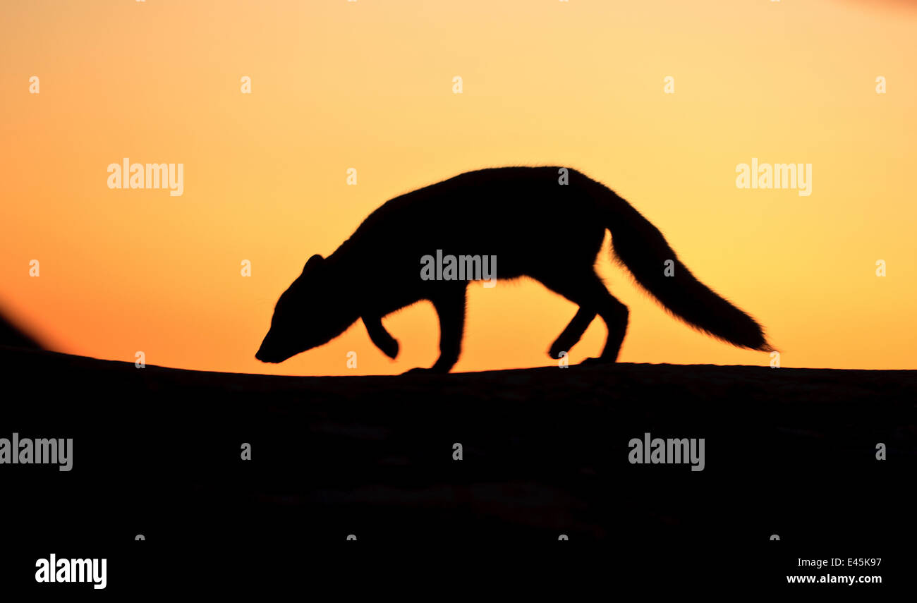 Arctic fox (Vulpes lagopus) silhouetted at sunset, Greenland, August ...