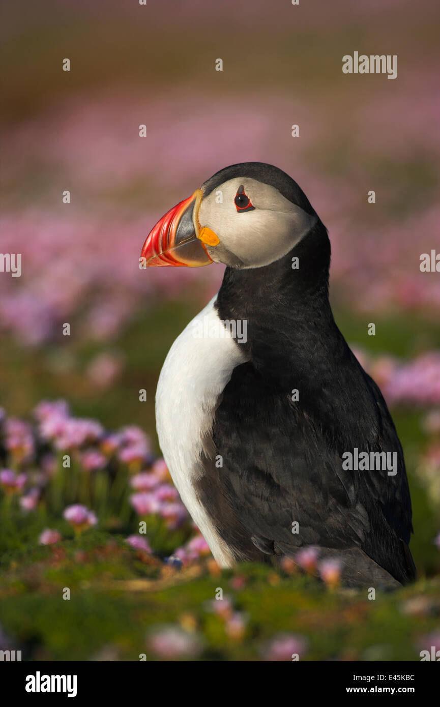 Puffin (Fratercula arctica) portrait, outside burrow, Fair Isle ...