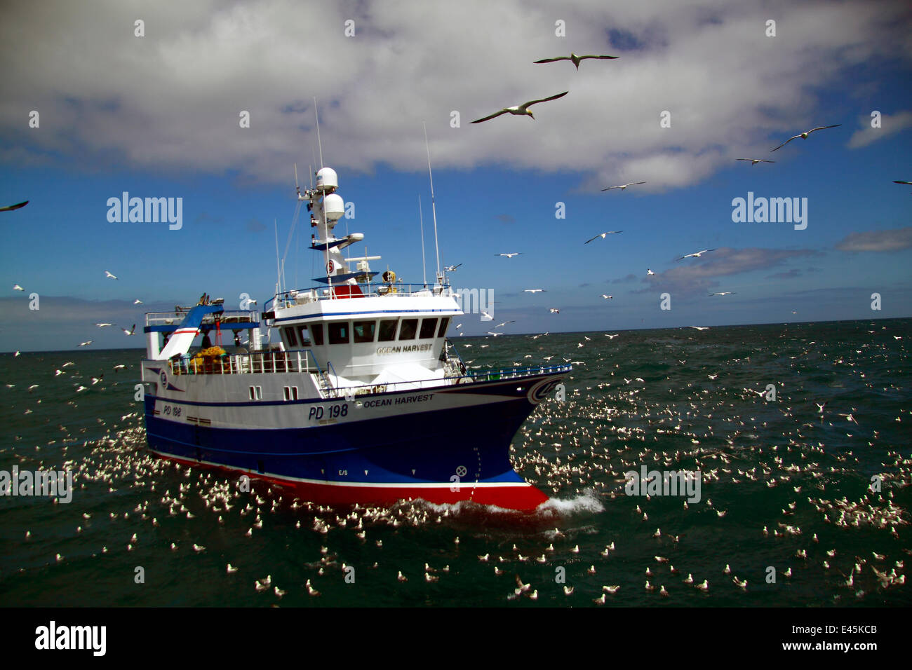Ocean Harvest fishing on the North Sea surrounded by sea birds. June ...