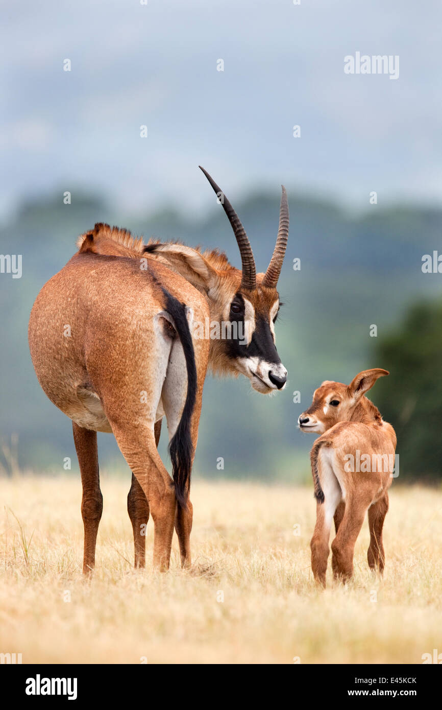 Roan antelope (Hippotragus equinus) with young offspring, Swaziland ...