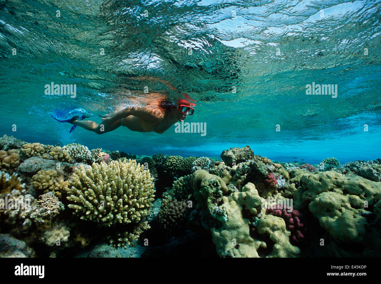 Free diver swimming in shallow water over coral reef, Sinai, Egypt, Red ...