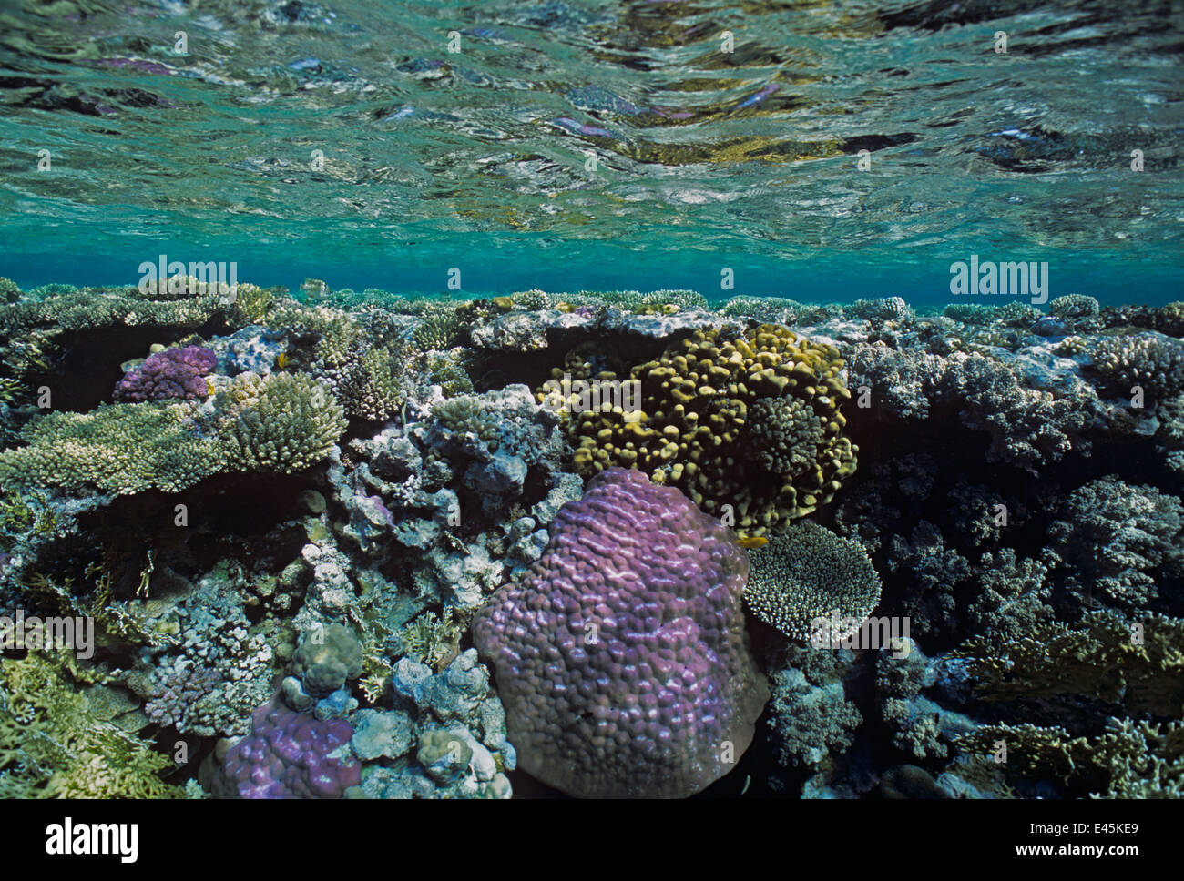 Shallow Coral Reef table, with reflections from the surface, Red Sea ...
