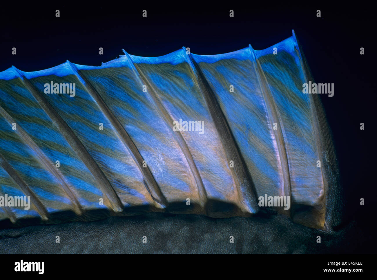 Dorsal fin hi-res stock photography and images - Alamy