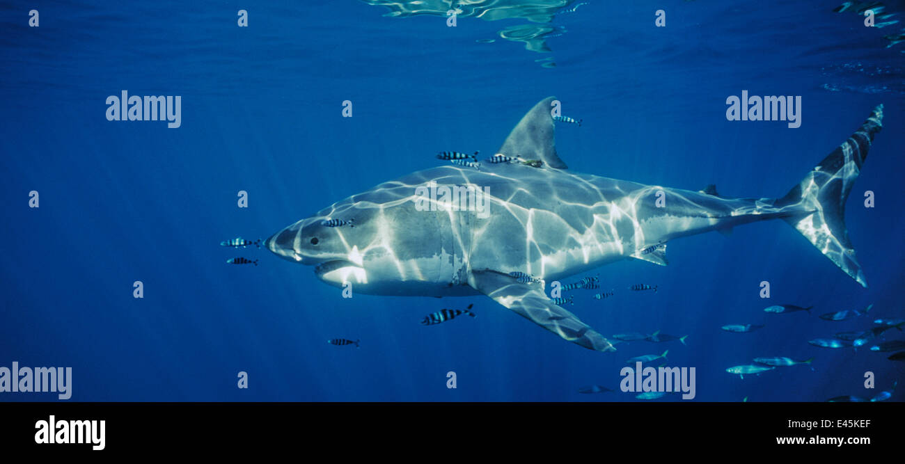 Great White shark (Carcharodon carcharias) swimming with symbiotic ...