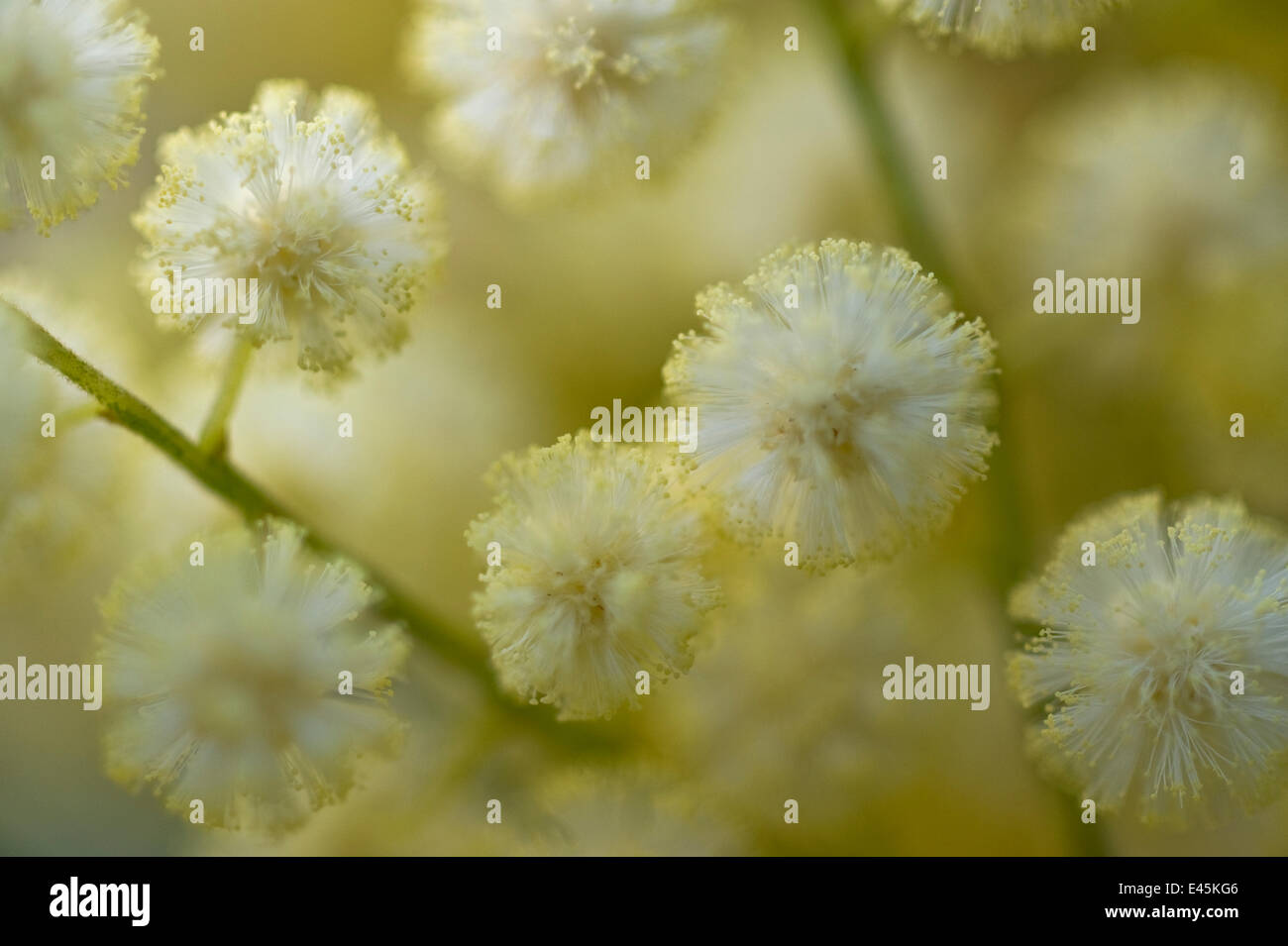 White mimosa tree (Acacia dealbata) flowers, Madeira, March 2009 Stock ...