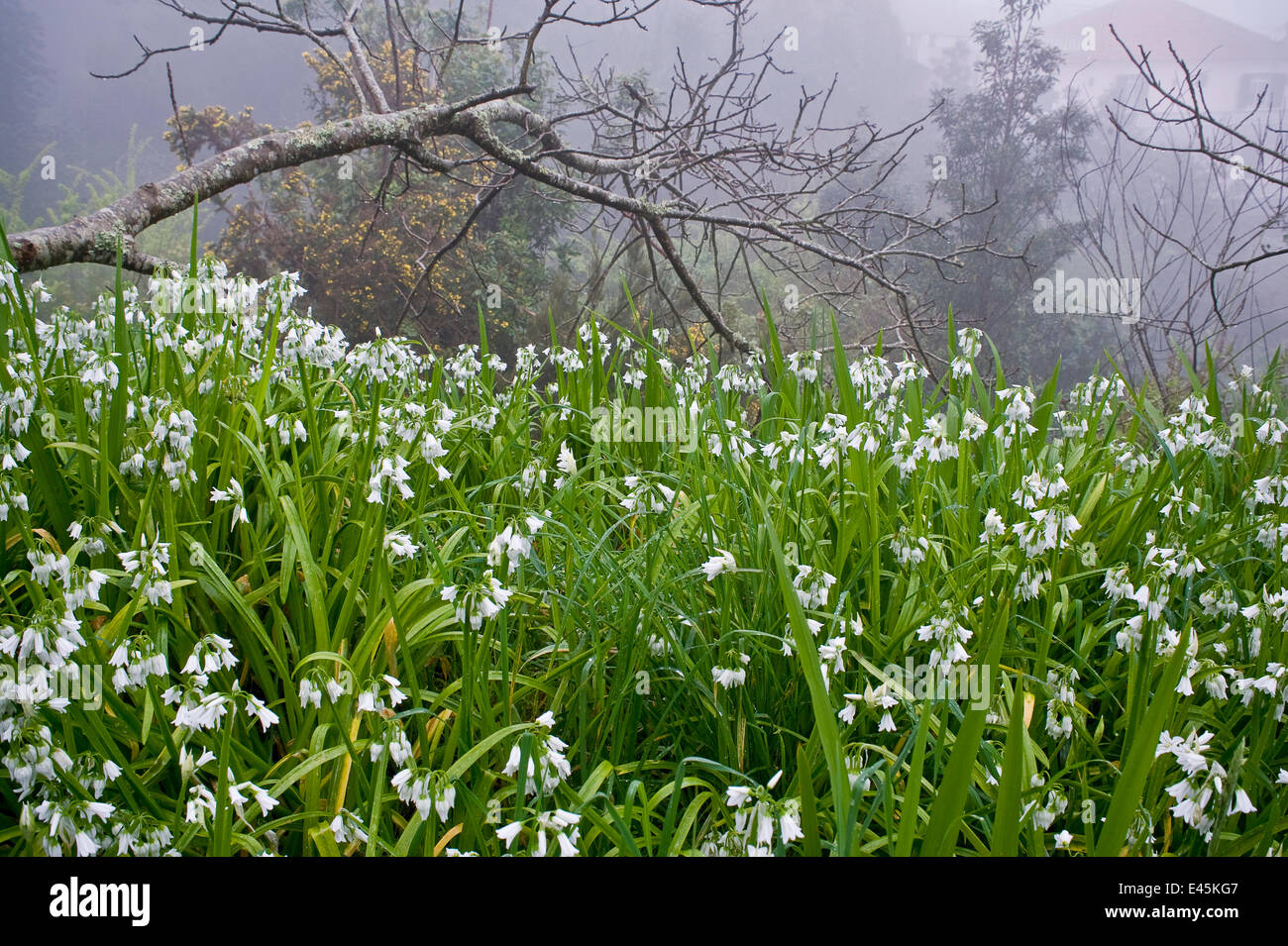 Three-cornered garlic (Allium triquetrum) flowering, Madeira, March ...