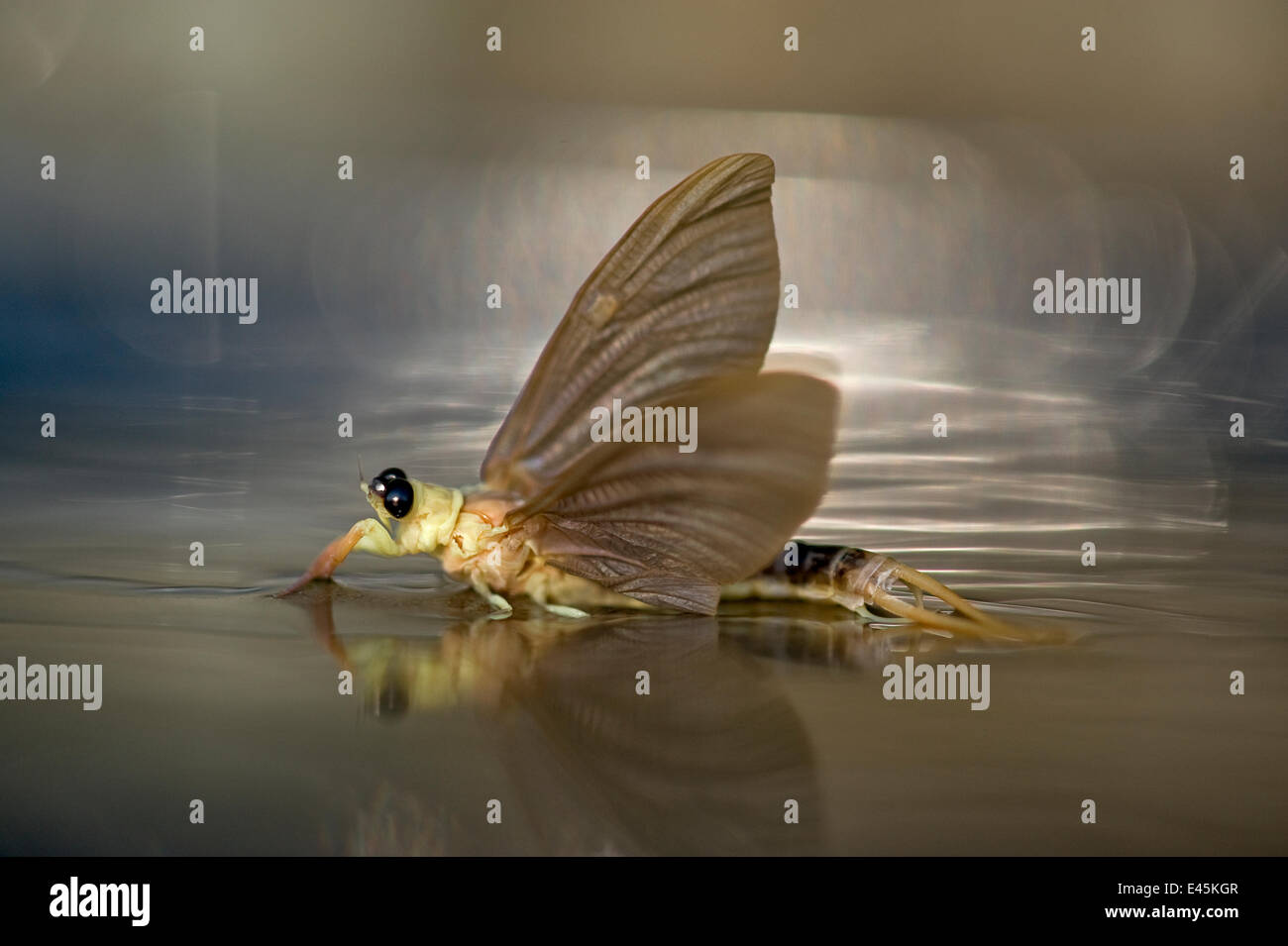 Ephemeroptera tisza hi-res stock photography and images - Alamy