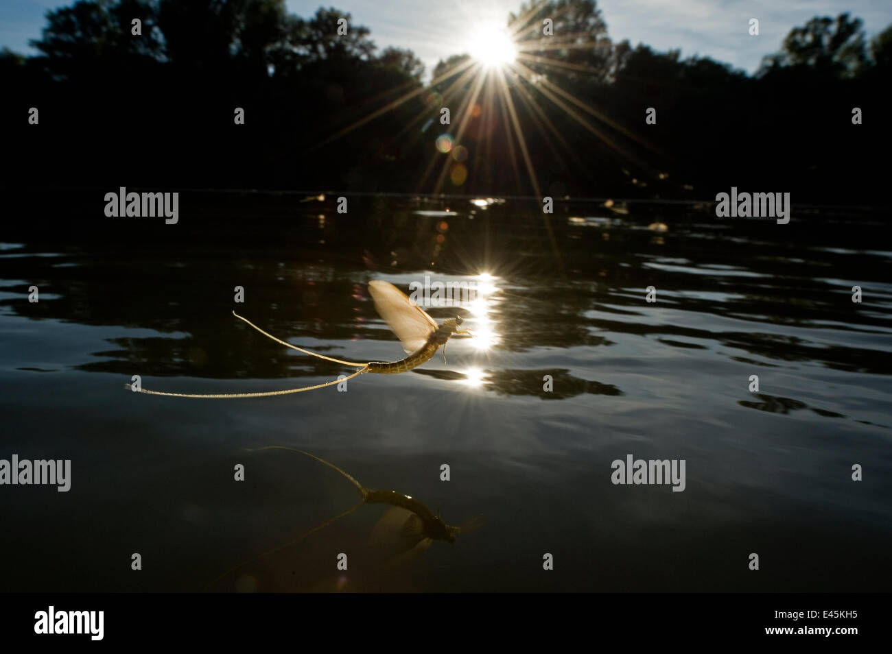 Tisza mayflies (Palingenia longicauda) in flight over the Tisza river ...