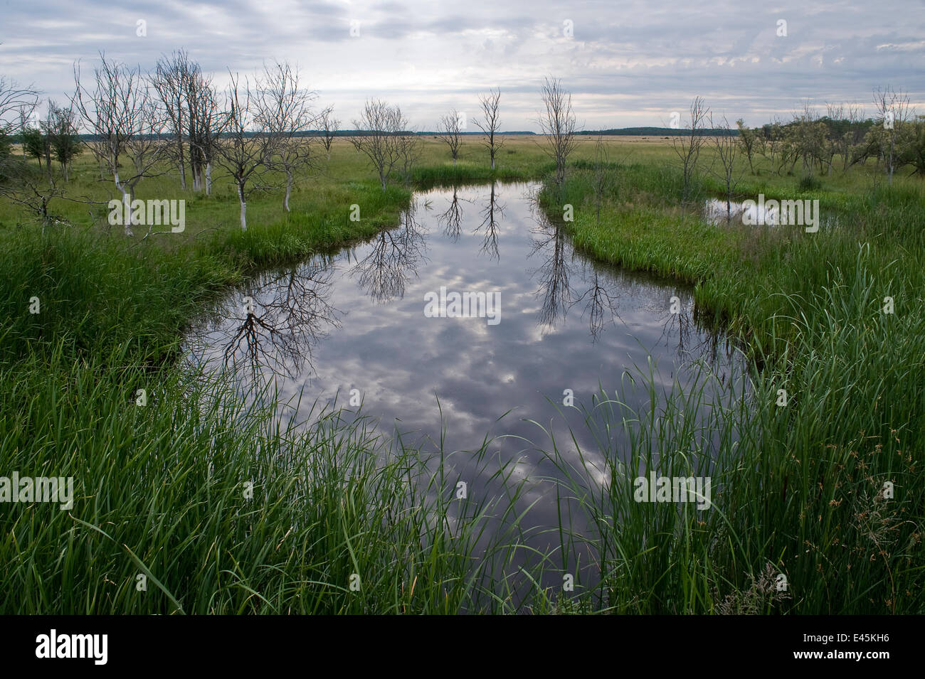 Saline pool of water, Hortobagy National Park, Hungary, June 2009 Stock ...