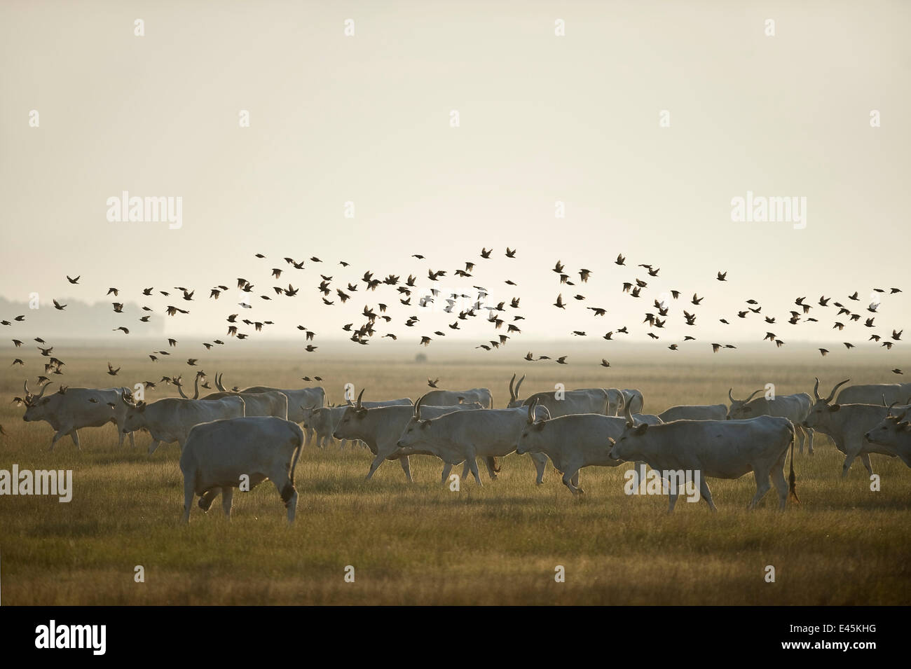 Hungarian grey cattle (Bos primigenius taurus hungaricus) with European ...