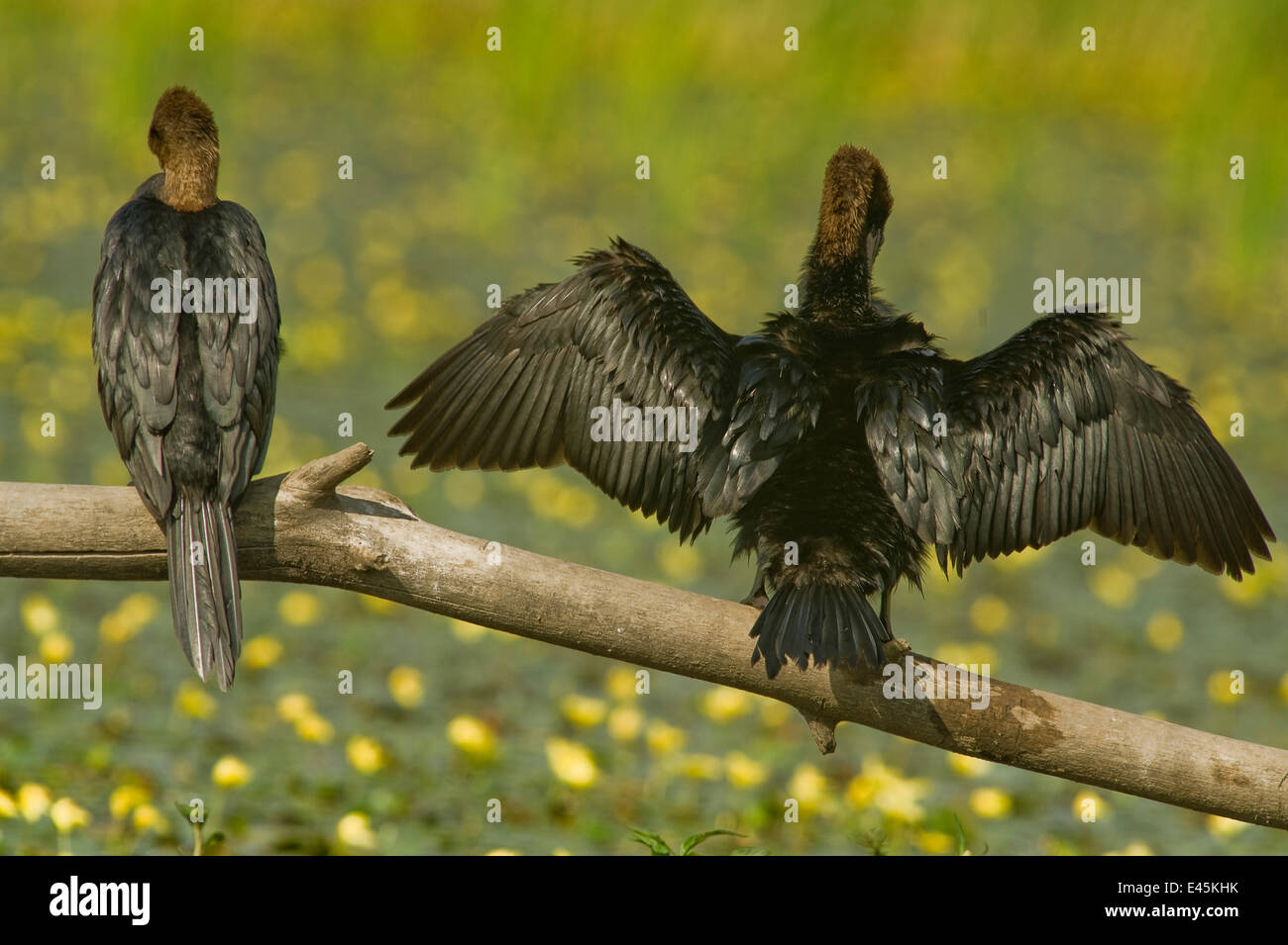 Rear view of Two Pygmy cormorants (Phalacrocorax pygmeus) perched on a ...