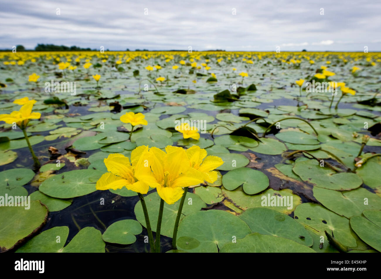 Fringed water lilies / Yellow floating heart (Nymphoides peltata ...