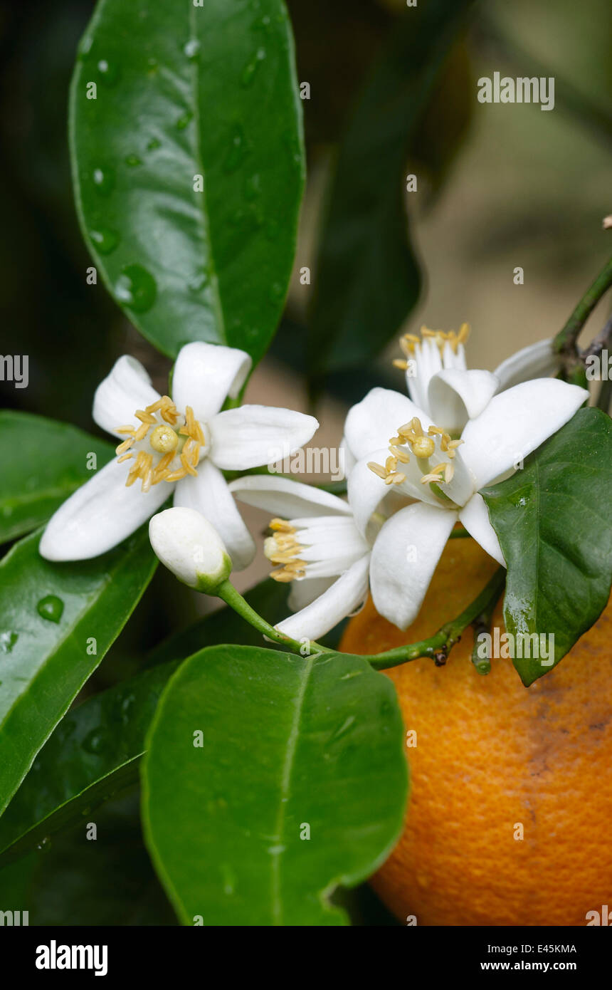 Orange tree citrus sinensis hi-res stock photography and images - Alamy