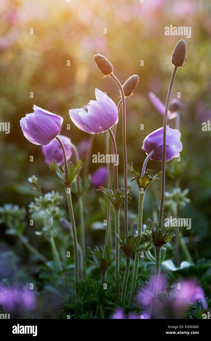 Poppy anemone (Anemone coronaria) flowers and seed heads, Omalos, Crete ...