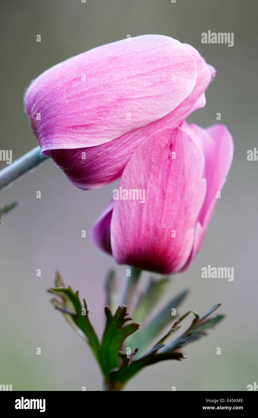 Two Poppy anemone (Anemone coronaria) flowers, Omalos, Crete, Greece ...