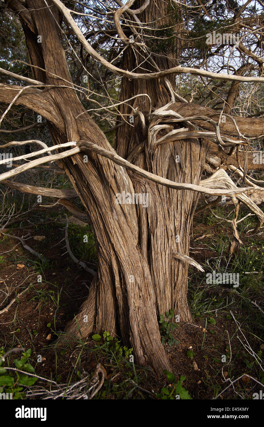 Mediterranean cypress (Cupressus sempervirens) tree trunk, Akamas ...