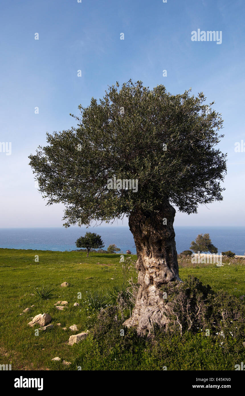 An old Olive tree (Olea europaea) Akamas Peninsula, Cyprus, May 2009 ...
