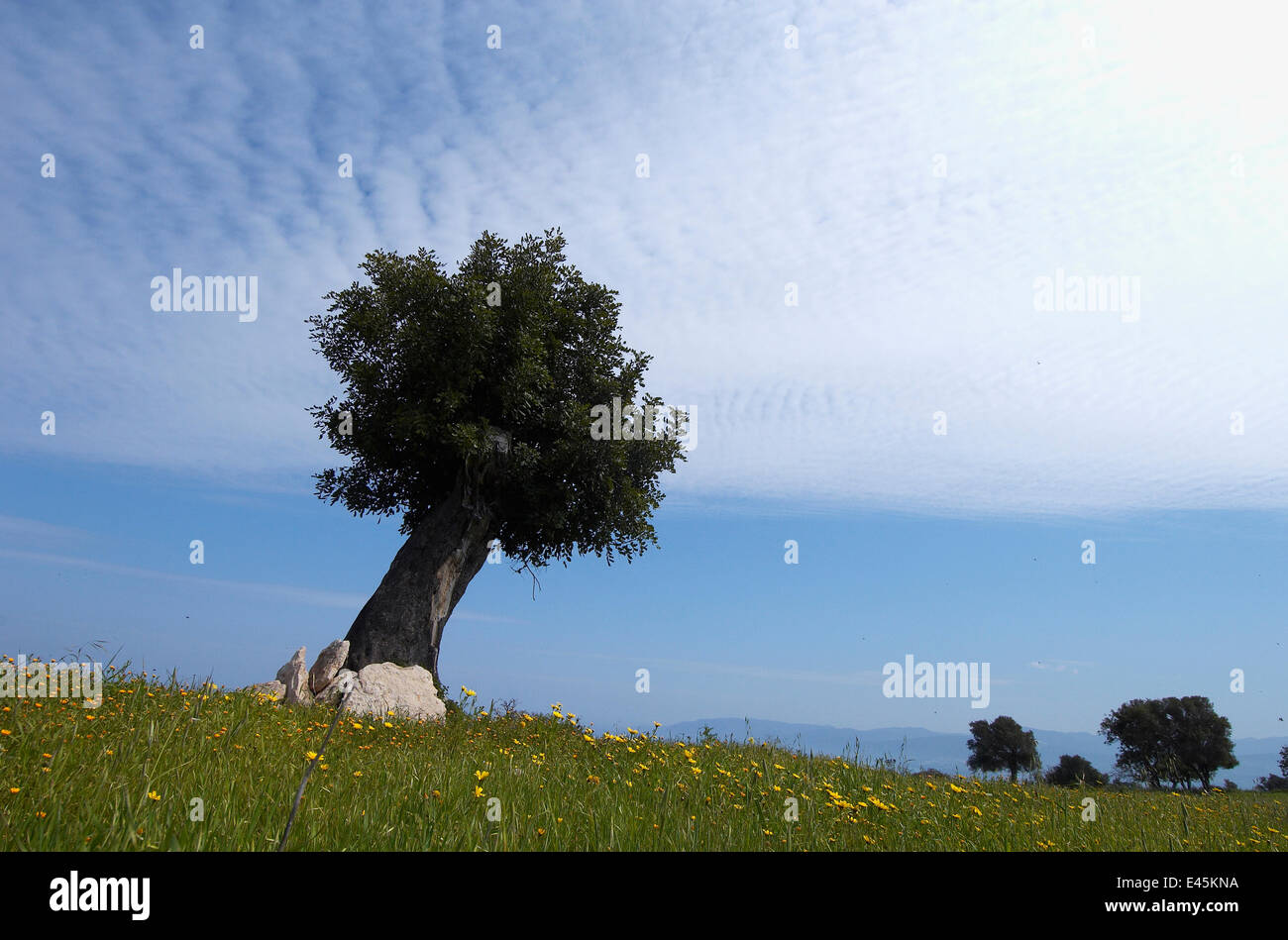 Cypriot tree cyprus flora hi-res stock photography and images - Alamy