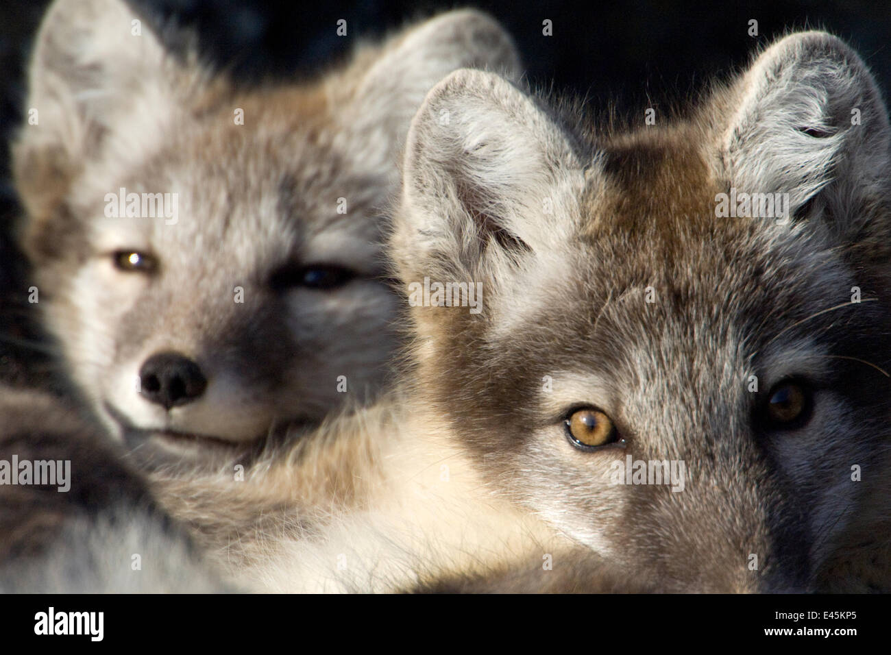 Two Arctic foxes (Alopex lagopus) Trygghamna, Svalbard, Norway, July ...