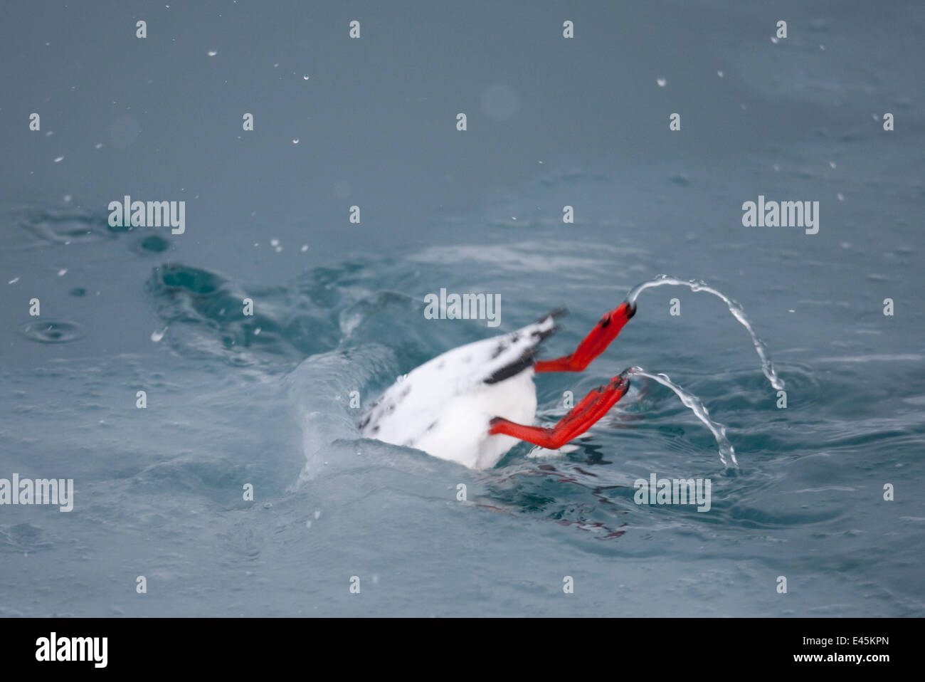 Black guillemot (Cepphus grylle) diving into water, Spitsbergen ...