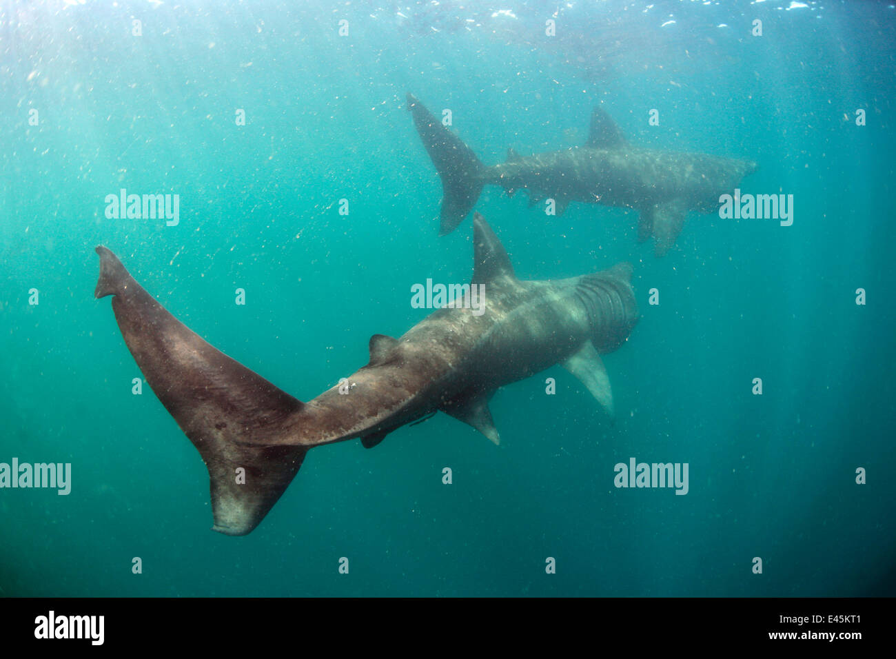 Two Basking sharks (Cetorhinus maximus) Mull, Scotland, June 2009 Stock ...