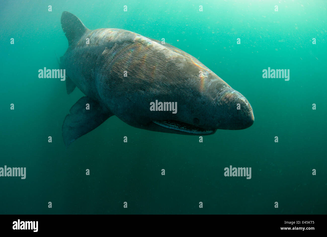 Basking sharks scotland hi-res stock photography and images - Alamy