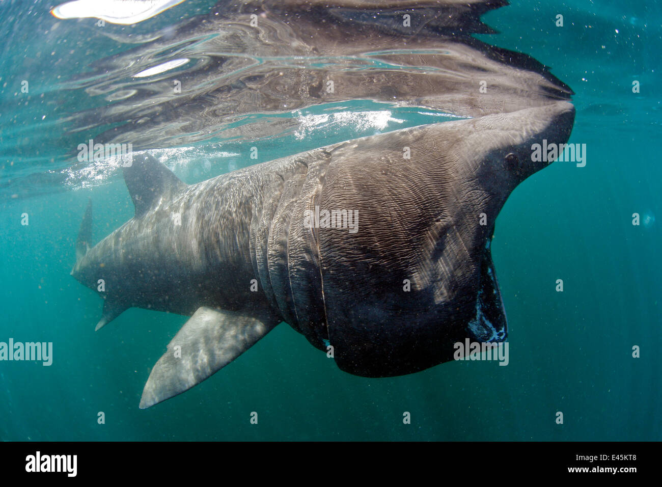 Basking shark (Cetorhinus maximus) feeding just below the surface, Mull ...