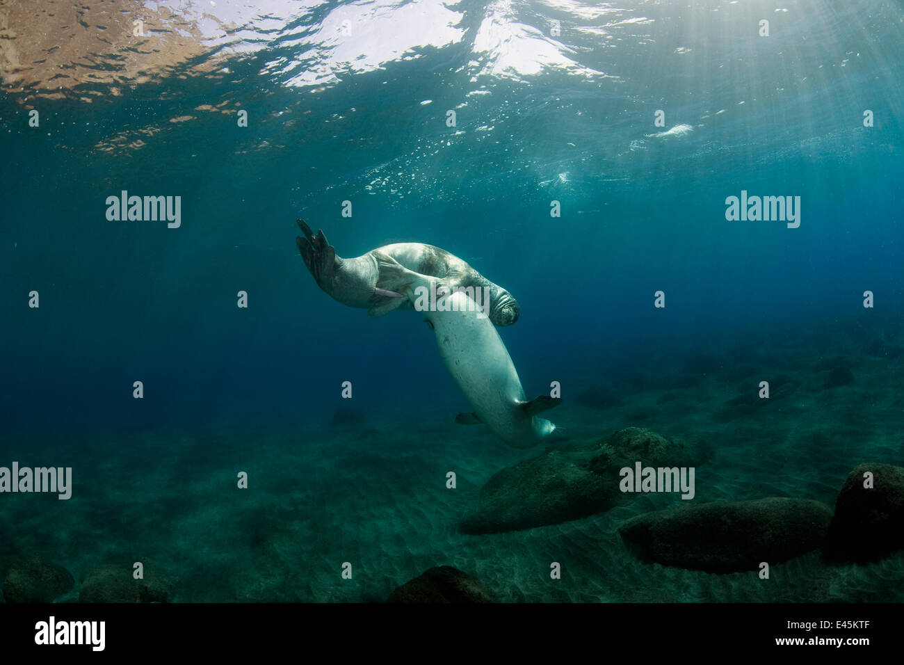 Mediterranean Monk seal (Monachus monachus) pair mating, Deserta Grande ...