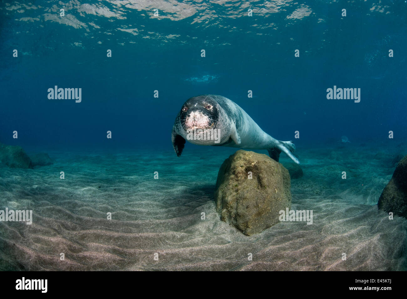Mediterranean Monk seal (Monachus monachus) Deserta Grande, Desertas ...