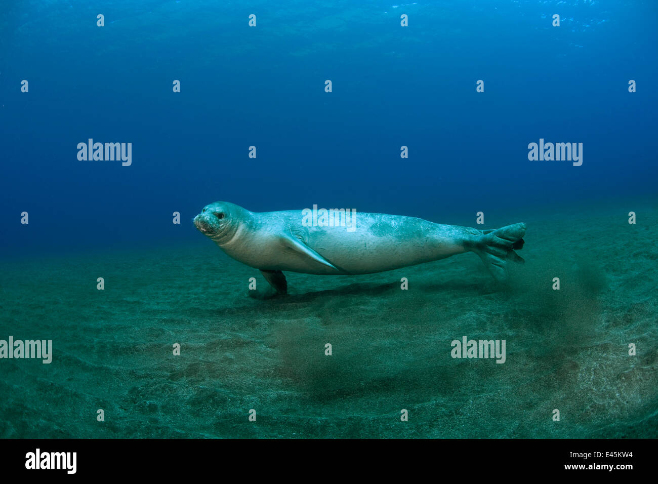 Mediterranean Monk Seal (Monachus monachus) juvenile female hunting on ...