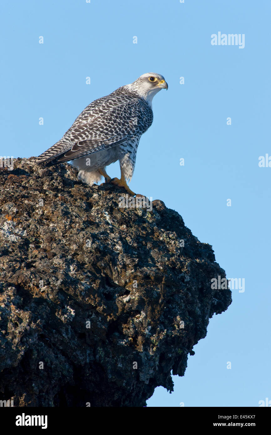 Female Gyrfalcon (Falco rusticolus) on rock ledge, Myvatn ...