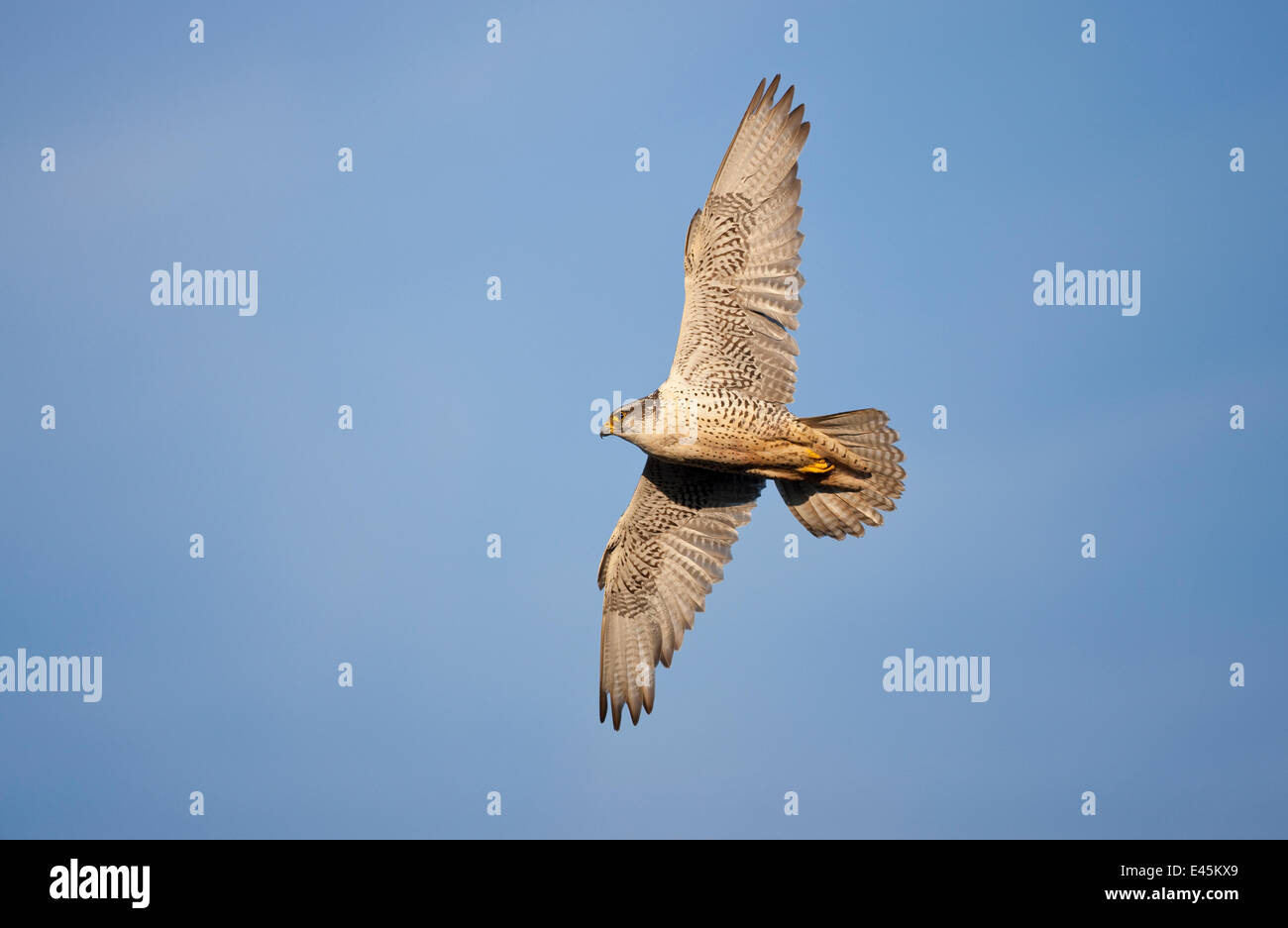 Gyrfalcon flying hi-res stock photography and images - Alamy