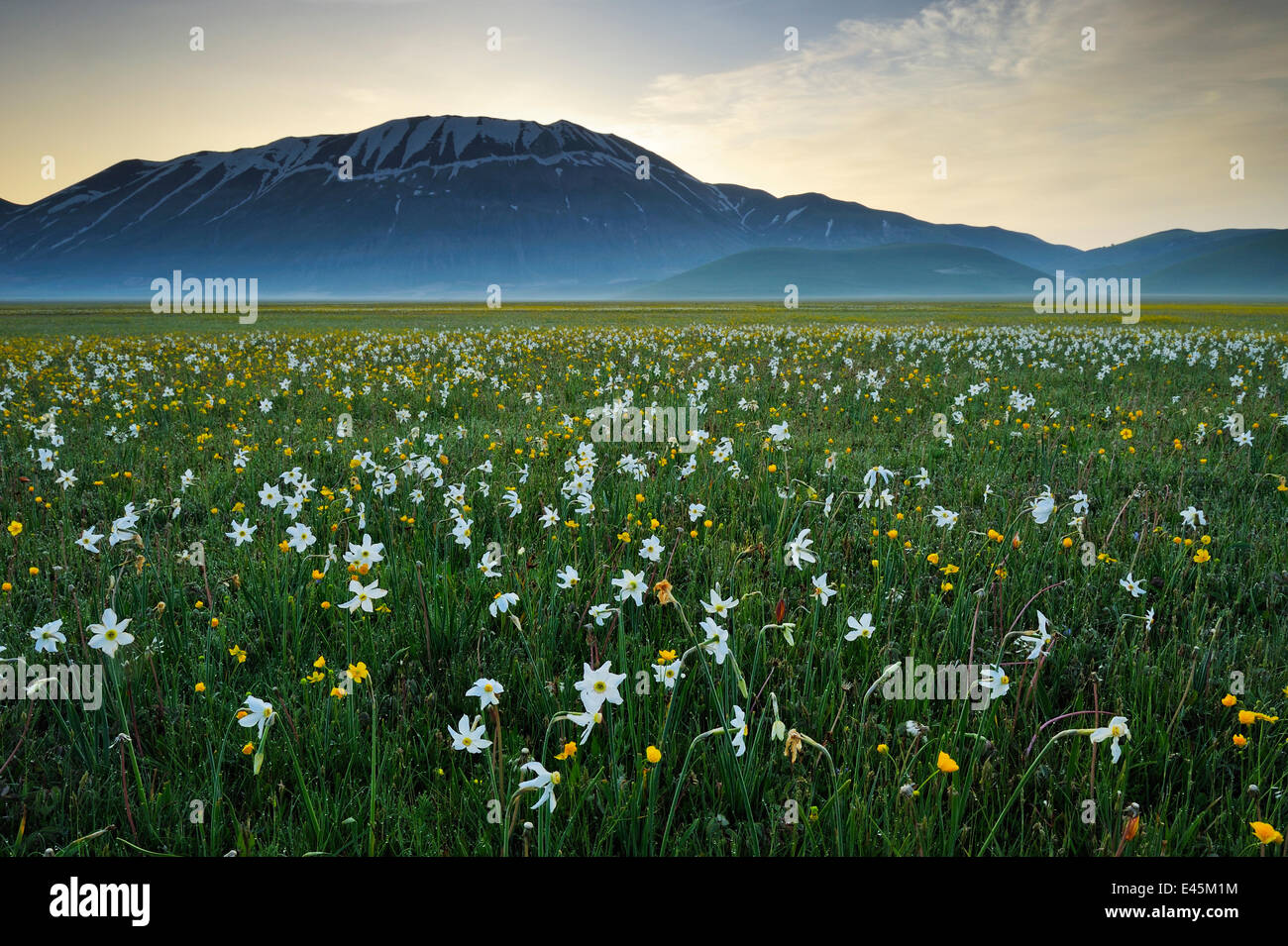 Meadow buttercup (Ranunculus acris) and Poet's daffodil (Narcissus ...