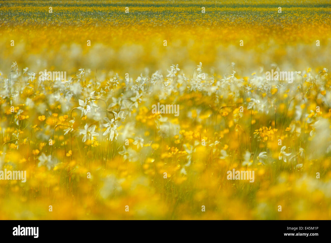 Meadow buttercup (Ranunculus acris) and Poet's daffodil (Narcissus ...