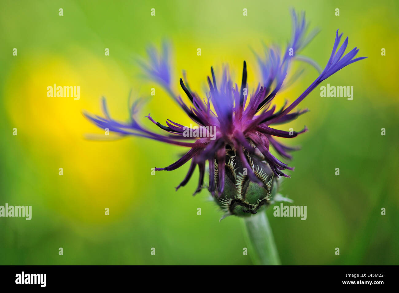 Mountain cornflower (Centaurea montana) in flower, Piano Grande, Monti ...