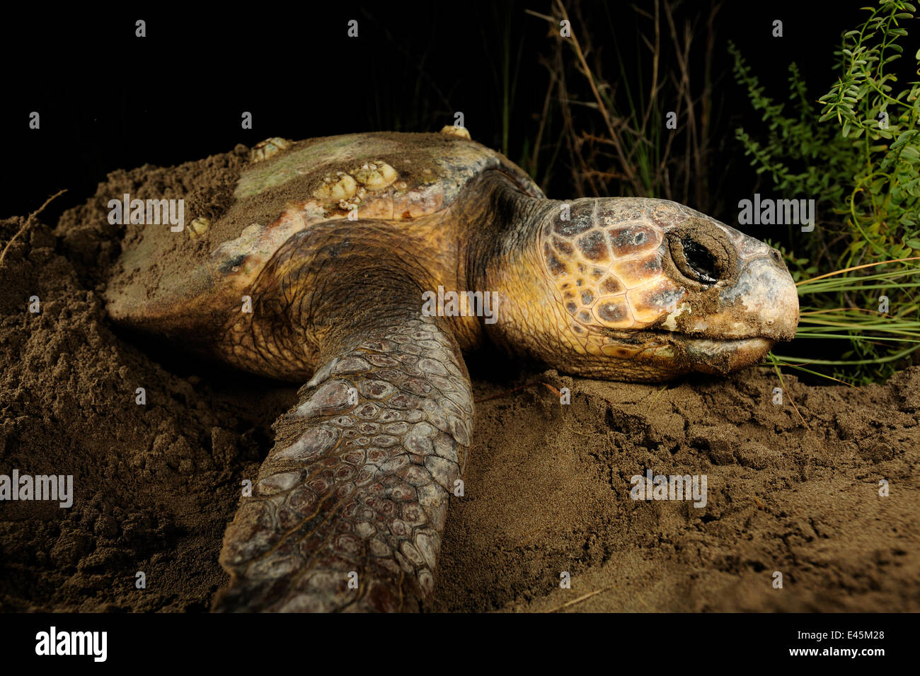 Female Loggerhead turtle (Caretta caretta) crawling up beach in search ...