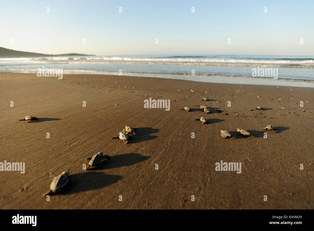 Newly hatched Loggerhead turtles (Caretta caretta) heading down the ...