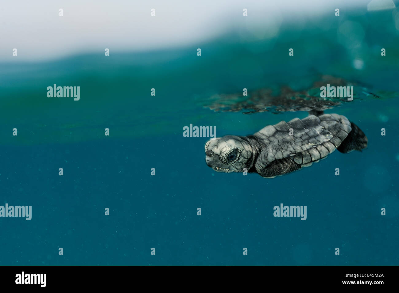 Newly hatched Loggerhead turtle (Caretta caretta) with its front ...