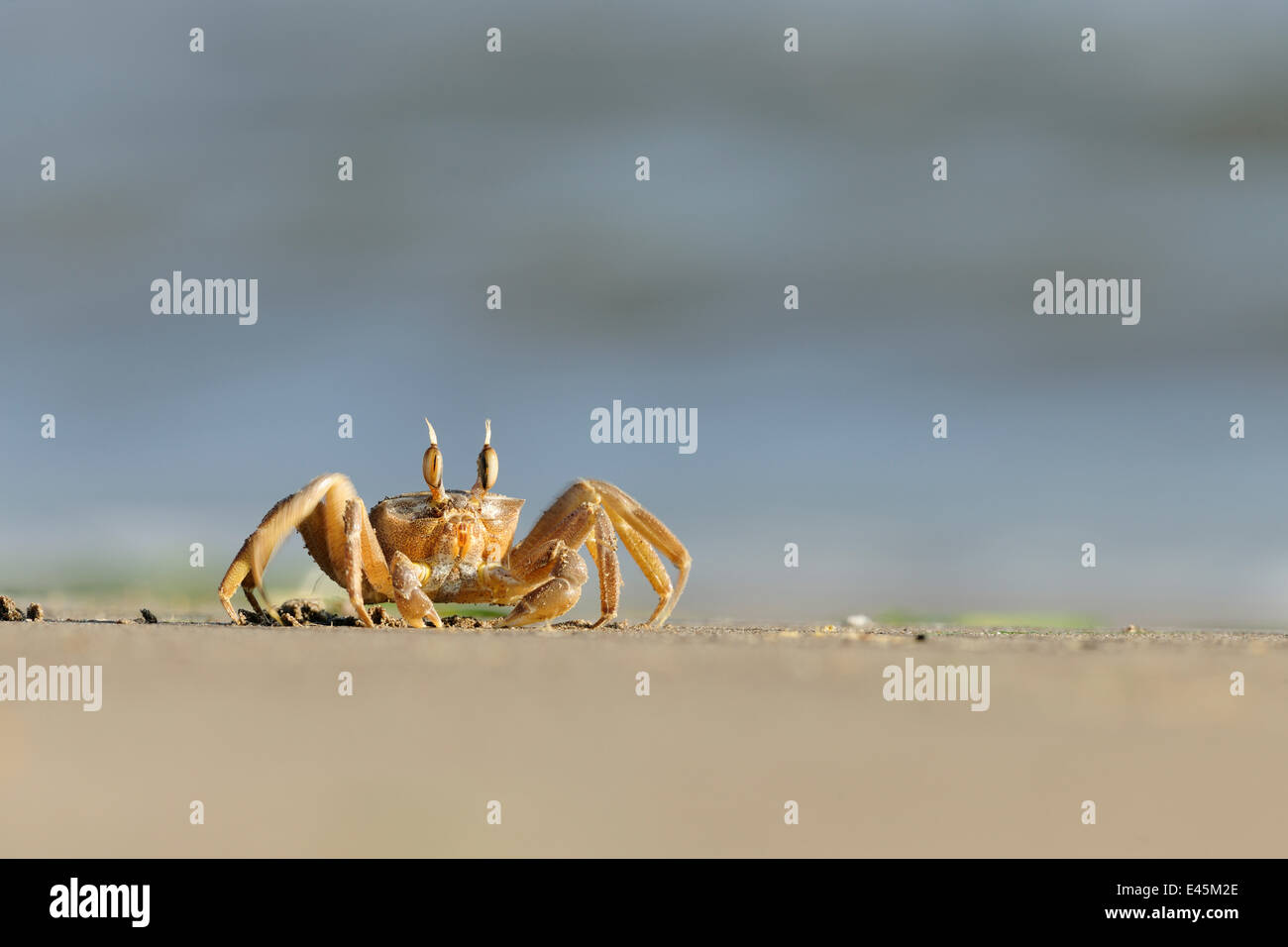Ghost / Sand crab (Ocypode cursor) on beach, Dalyan Delta, Turkey ...