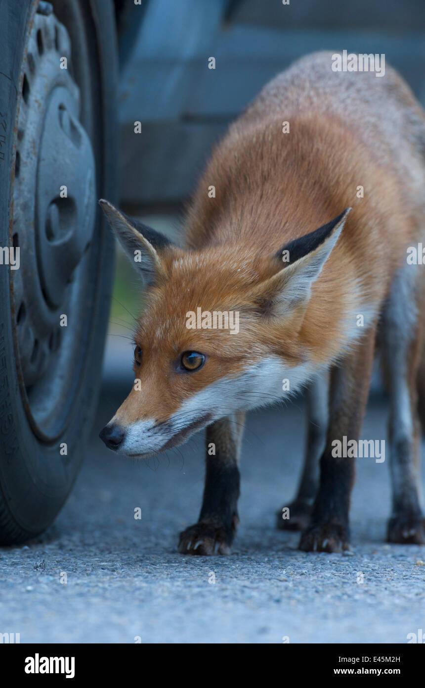 Urban Red fox (Vulpes vulpes) sniffing car tyre, London, UK, May 2009 ...
