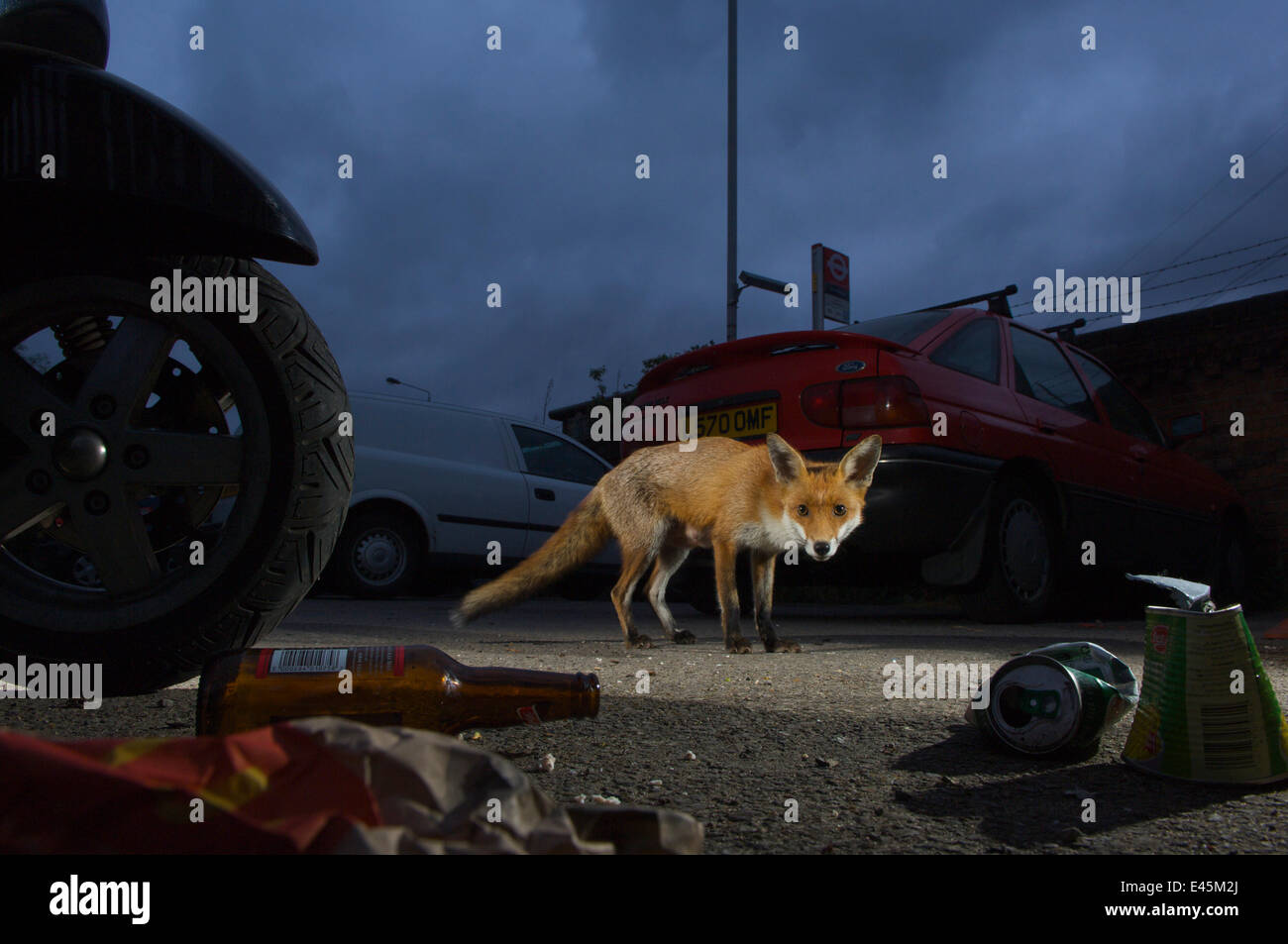 Red fox with rubbish hi-res stock photography and images - Alamy