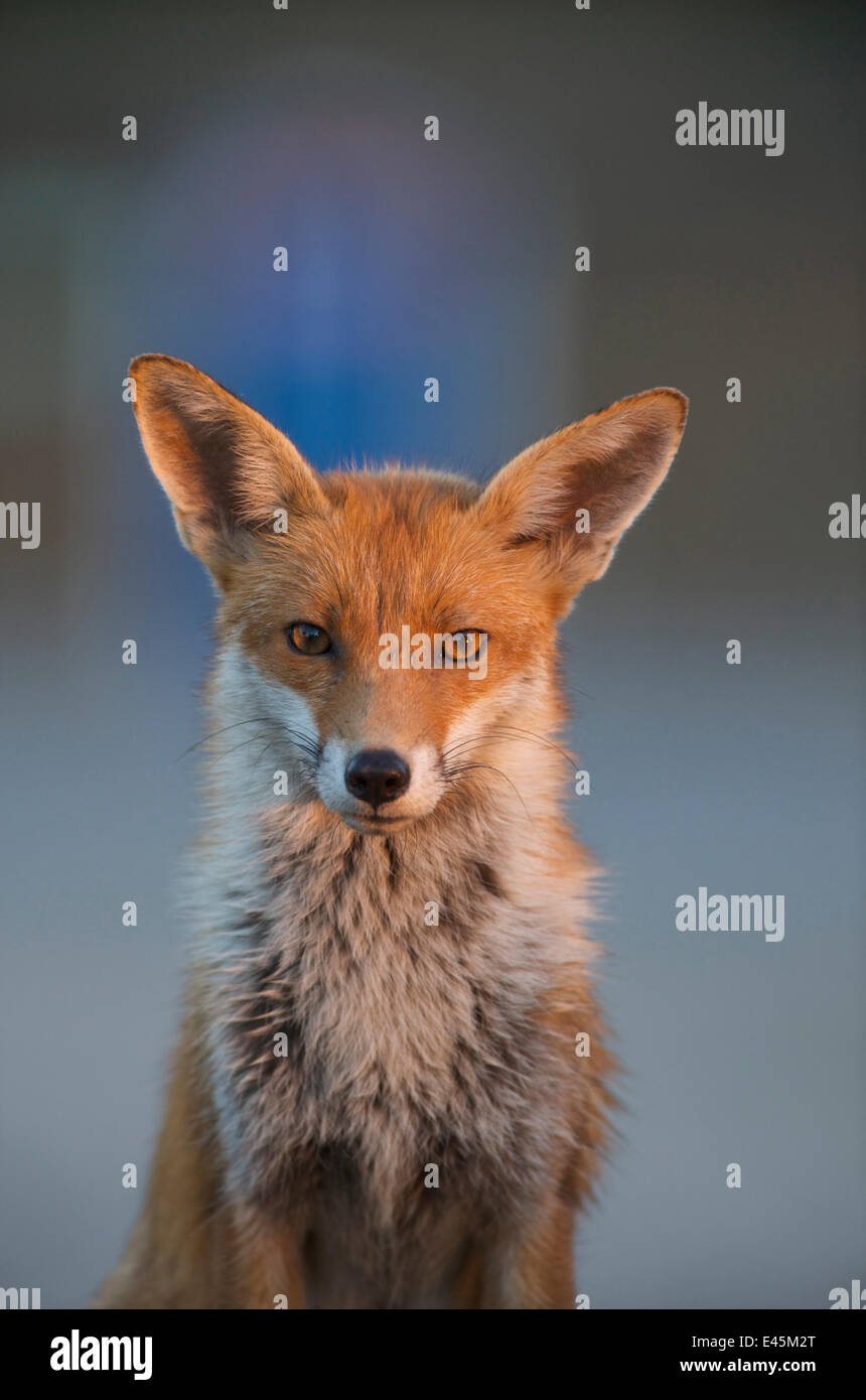 Red fox portrait london hi-res stock photography and images - Alamy