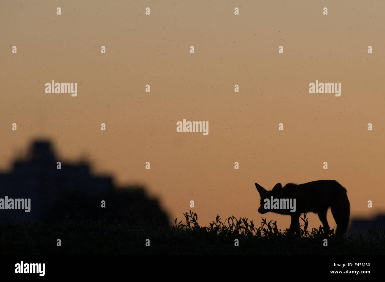 Urban Red fox (Vulpes vulpes) silhouetted at dusk, London, May 2009 ...