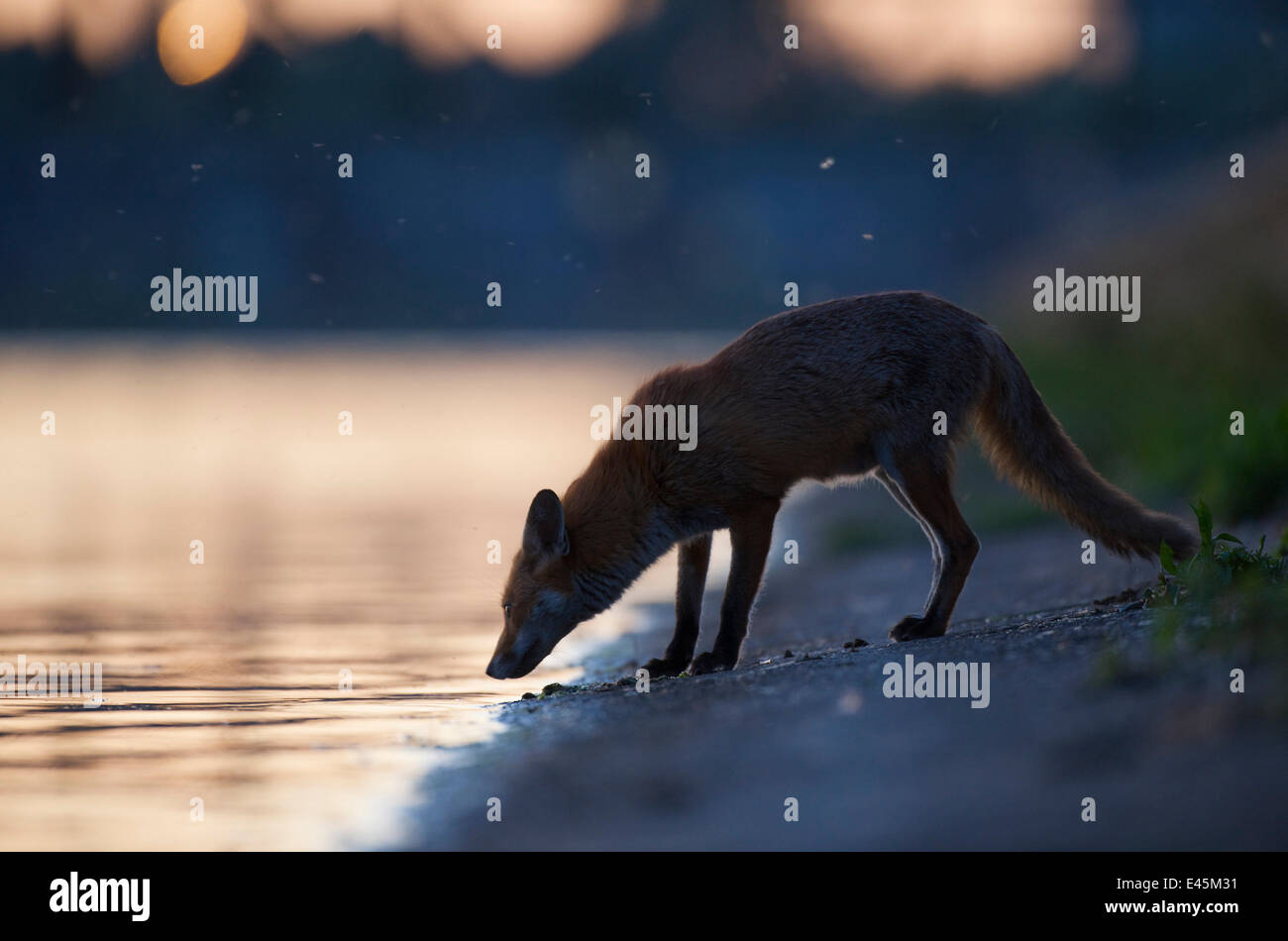 Urban Red fox (Vulpes vulpes) at waters edge, London, May 2009 Stock ...