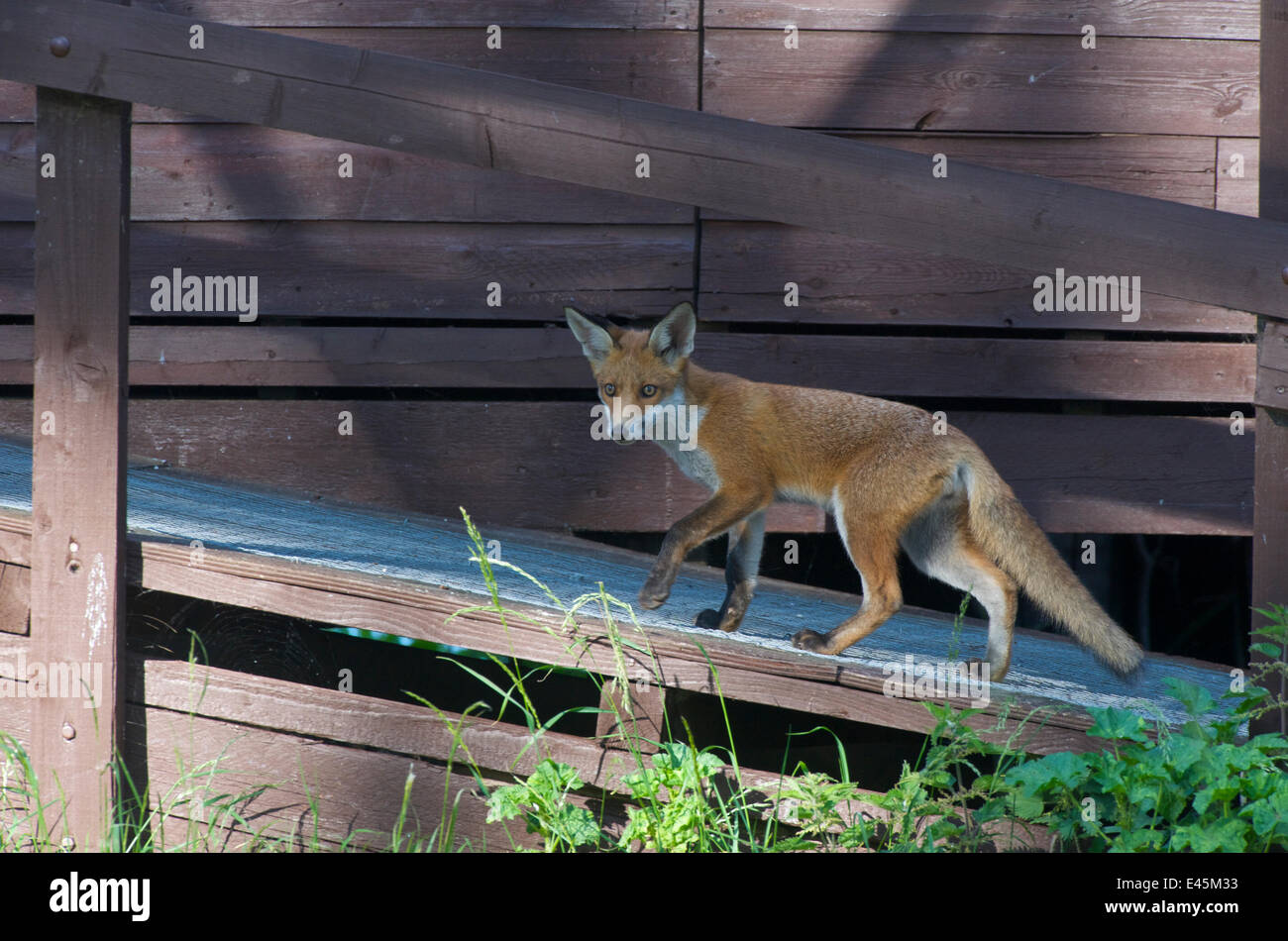 Urban Red fox (Vulpes vulpes) walking up ramp, London, May 2009 Stock ...